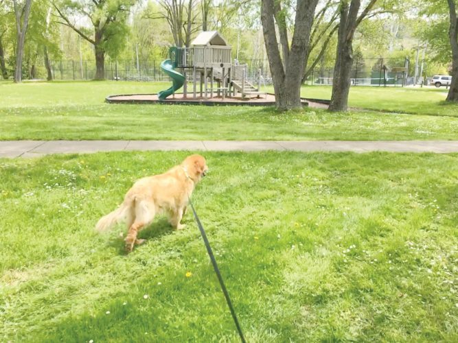 Walk in the park | News, Sports, Jobs - Times Observer